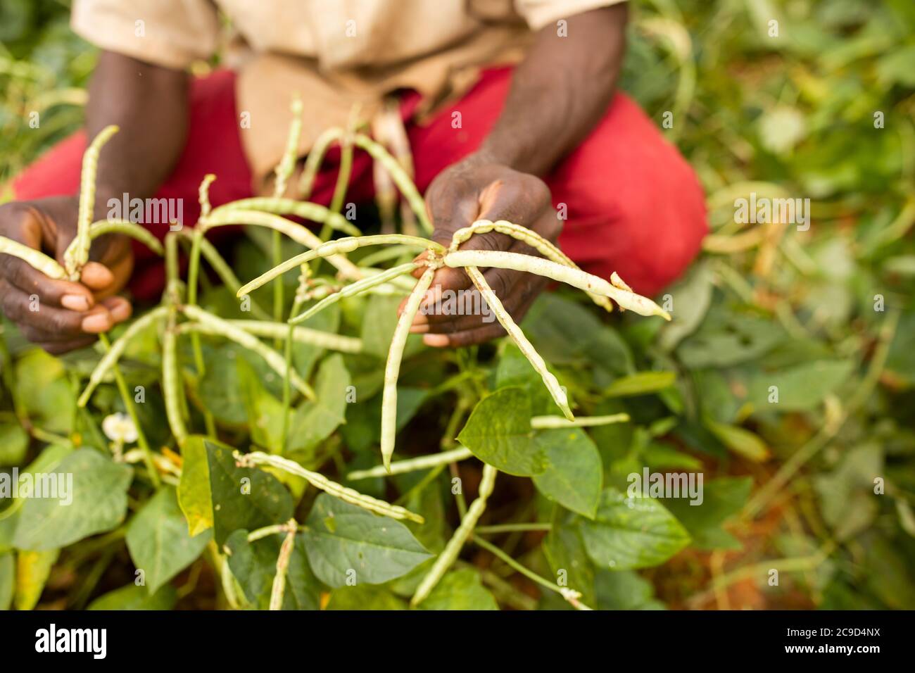 Cowpeas (black-eyed peas) are grown on a farm in Niger, West Africa ...
