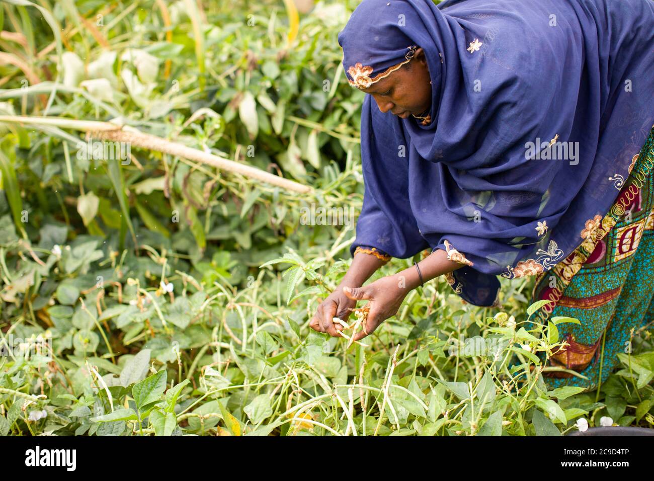 An African woman smallholder farmer picks cowpeas on her farm in Tahoua ...