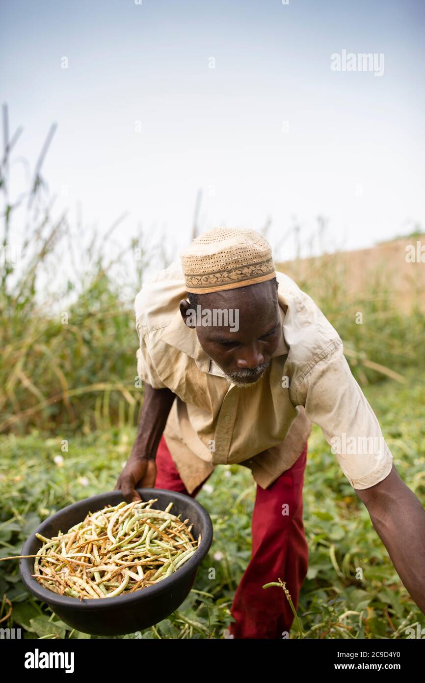 An Afican smallholder farmer harvests cowpeas on his family’s farm in ...
