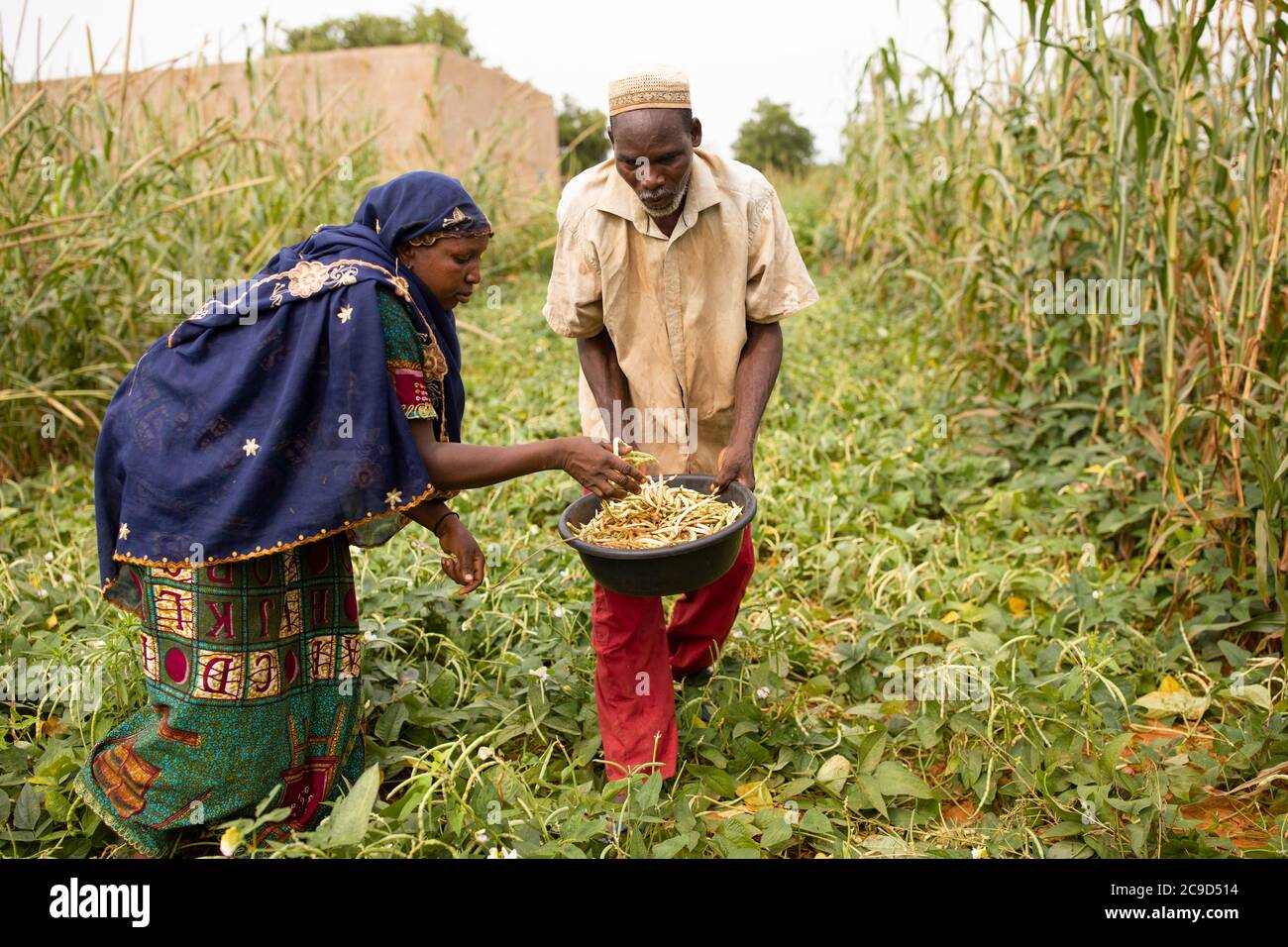 Niger food field hi-res stock photography and images - Alamy