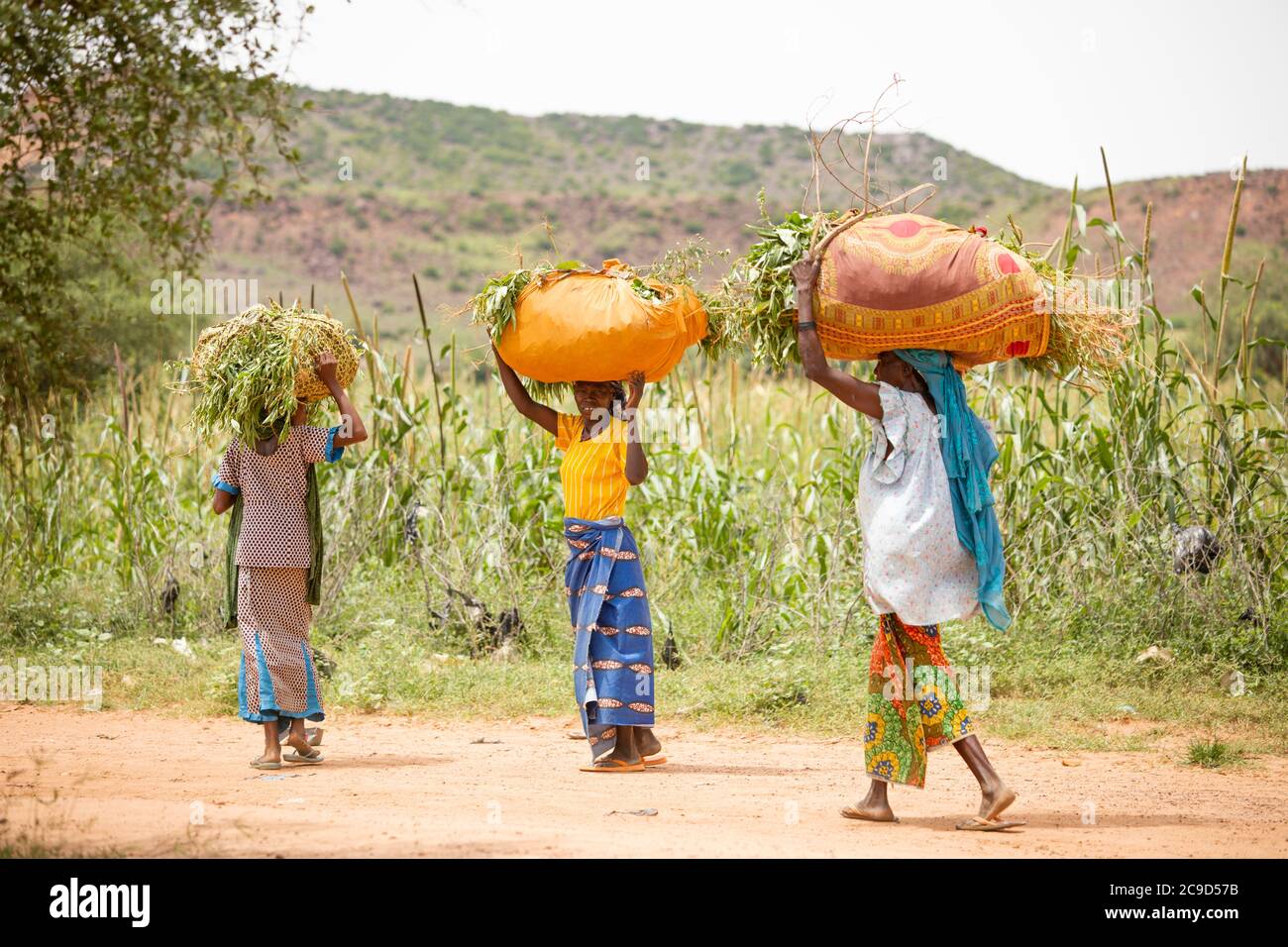 Cowpea leaves hi-res stock photography and images - Alamy