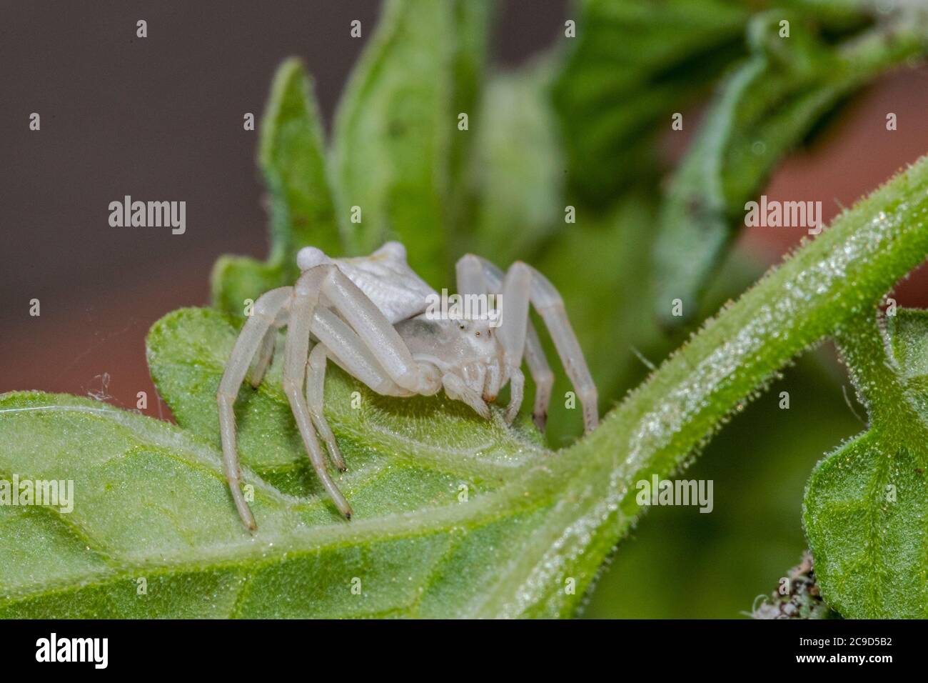 Specimen of white crab spider - Thomisus onustus Thomisidae Stock Photo ...