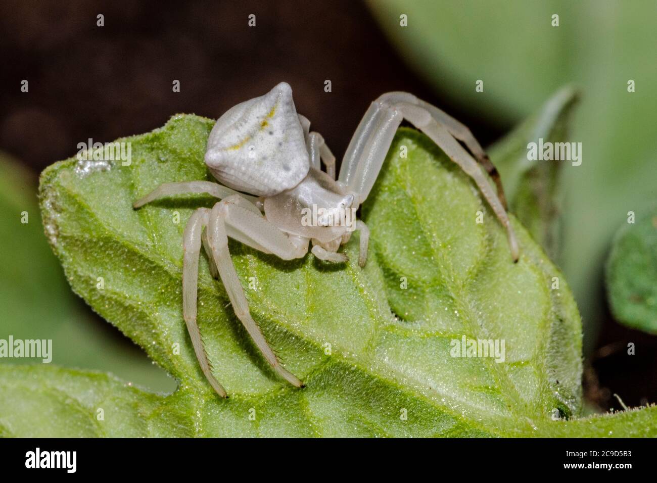 Specimen of white crab spider - Thomisus onustus Thomisidae Stock Photo ...
