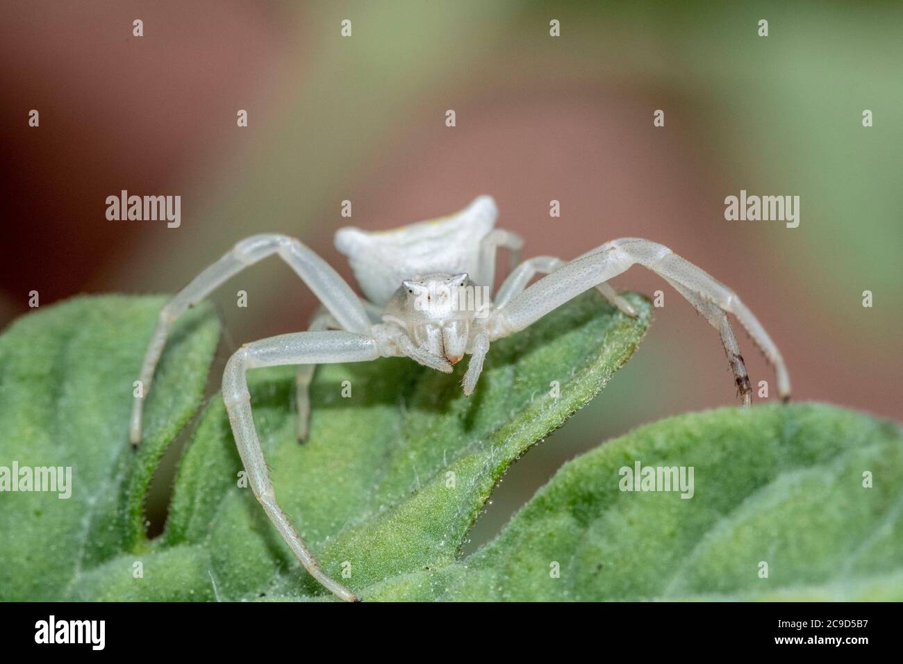 Specimen of white crab spider - Thomisus onustus Thomisidae Stock Photo ...