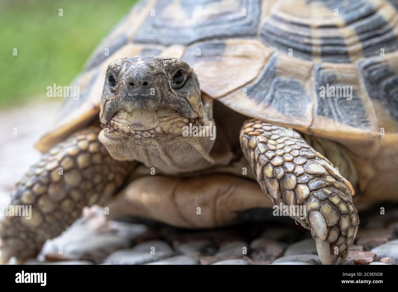 Terrestrial fauna hi-res stock photography and images - Alamy