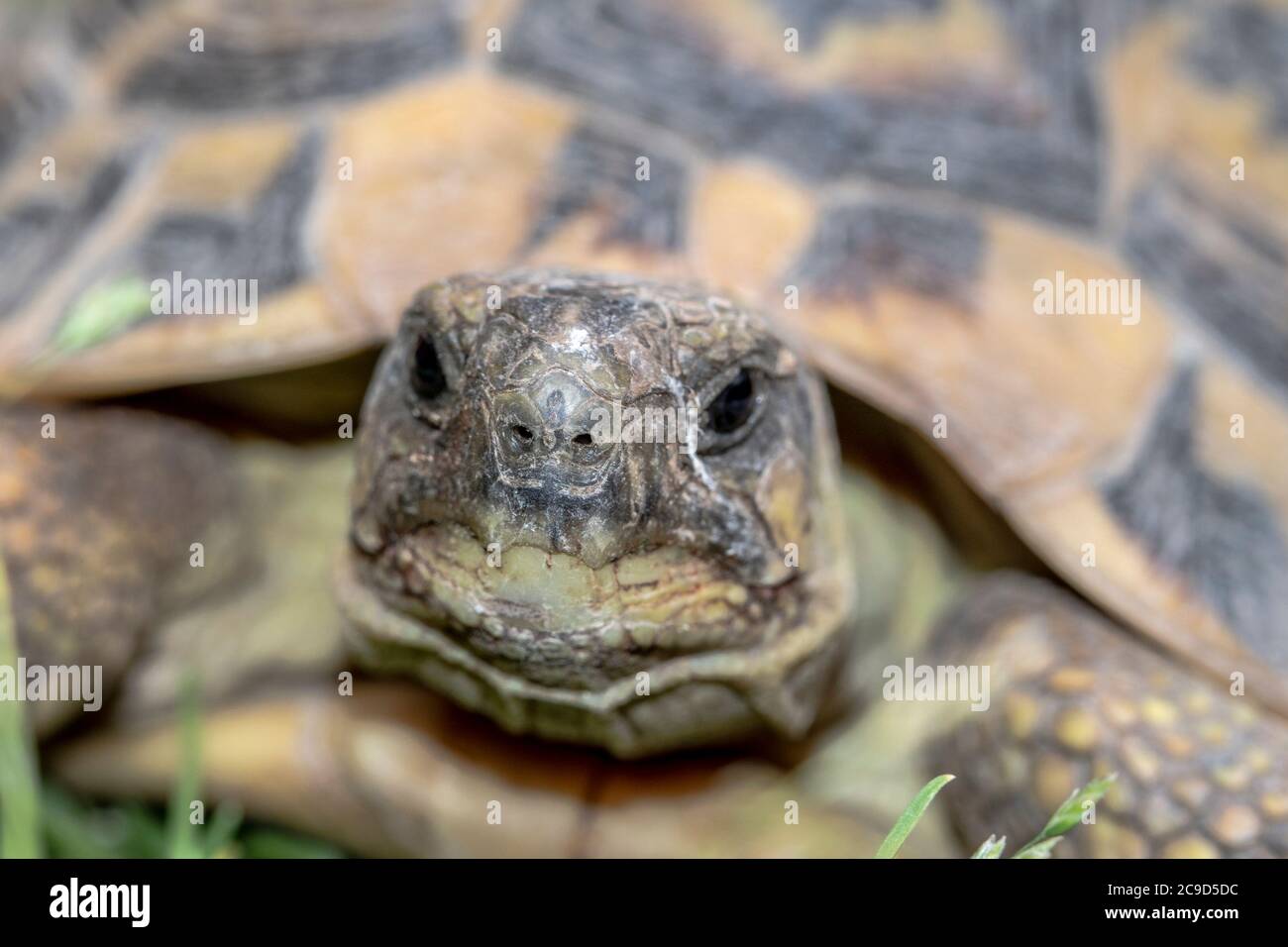 Turtle muzzle hi-res stock photography and images - Alamy