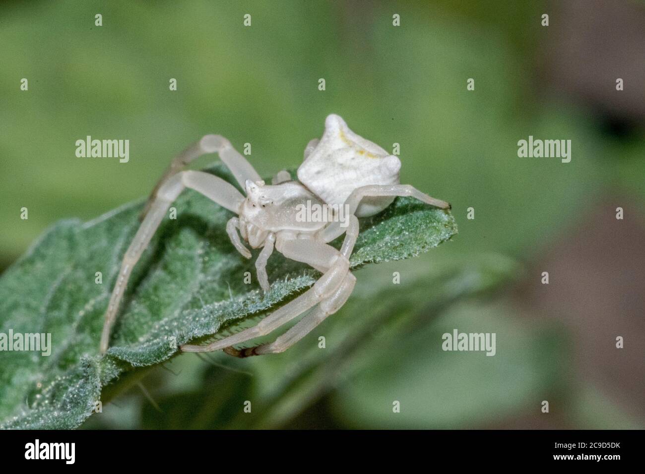Specimen of white crab spider - Thomisus onustus Thomisidae Stock Photo ...