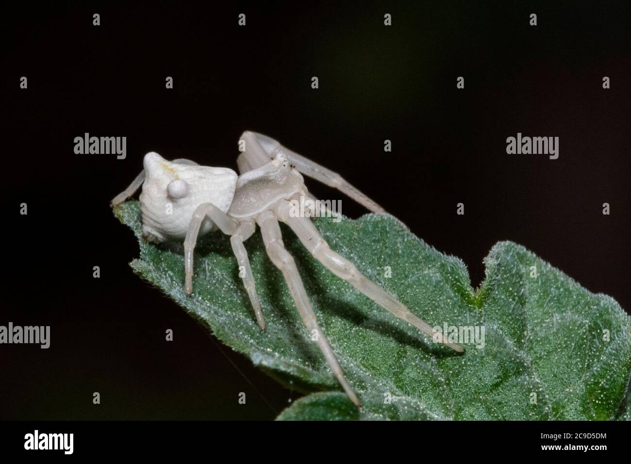 Specimen of white crab spider - Thomisus onustus Thomisidae Stock Photo ...