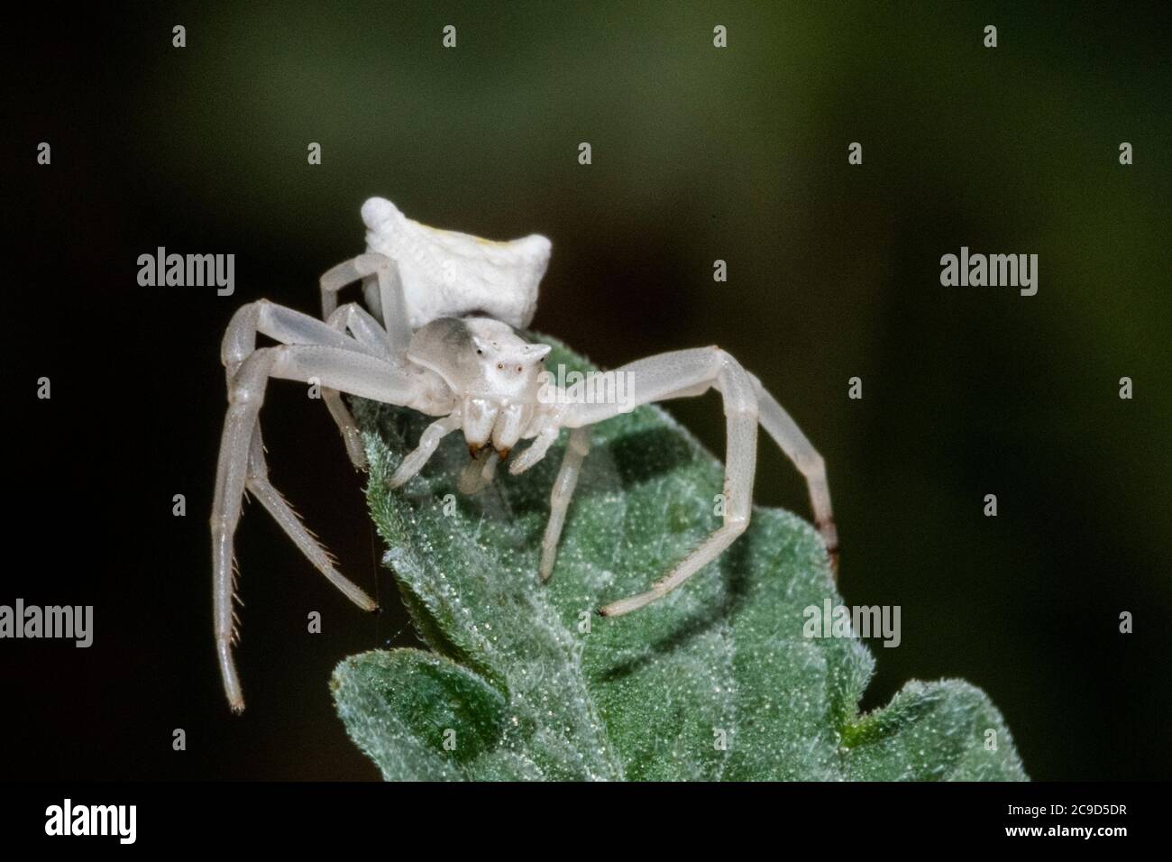 Specimen of white crab spider - Thomisus onustus Thomisidae Stock Photo ...