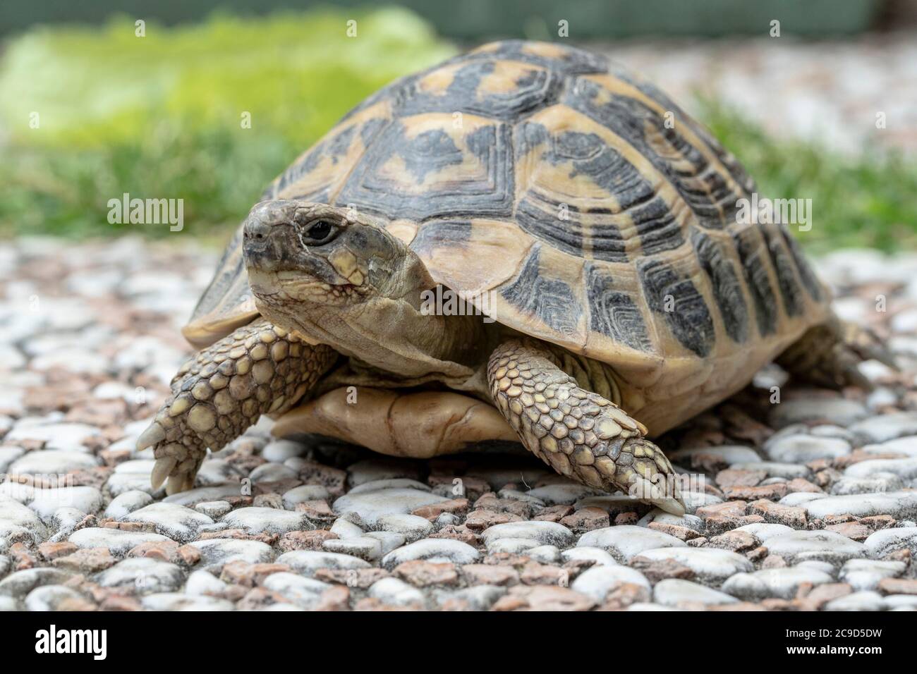 Terrestrial turtle hi-res stock photography and images - Alamy