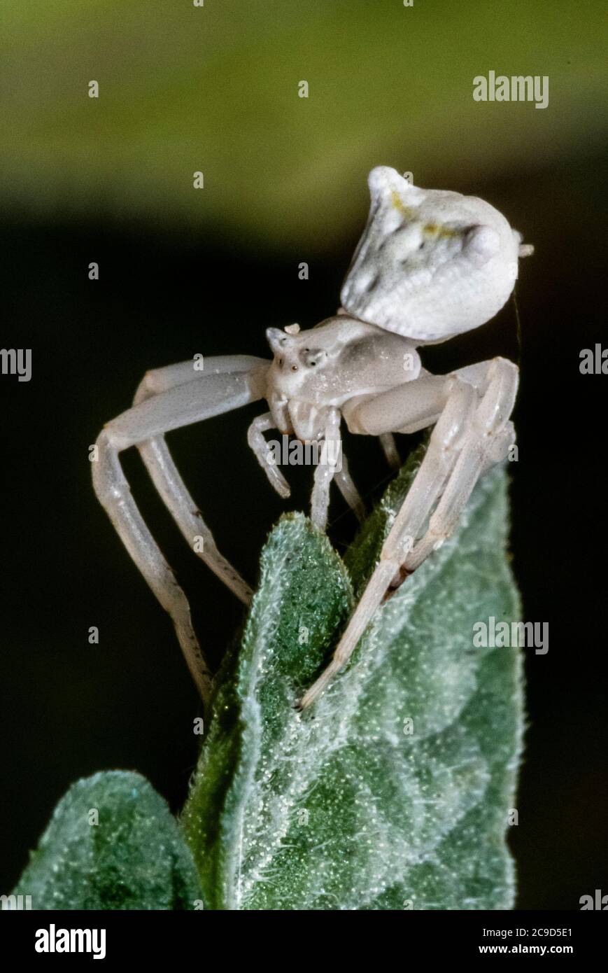 Specimen of white crab spider - Thomisus onustus Thomisidae Stock Photo ...