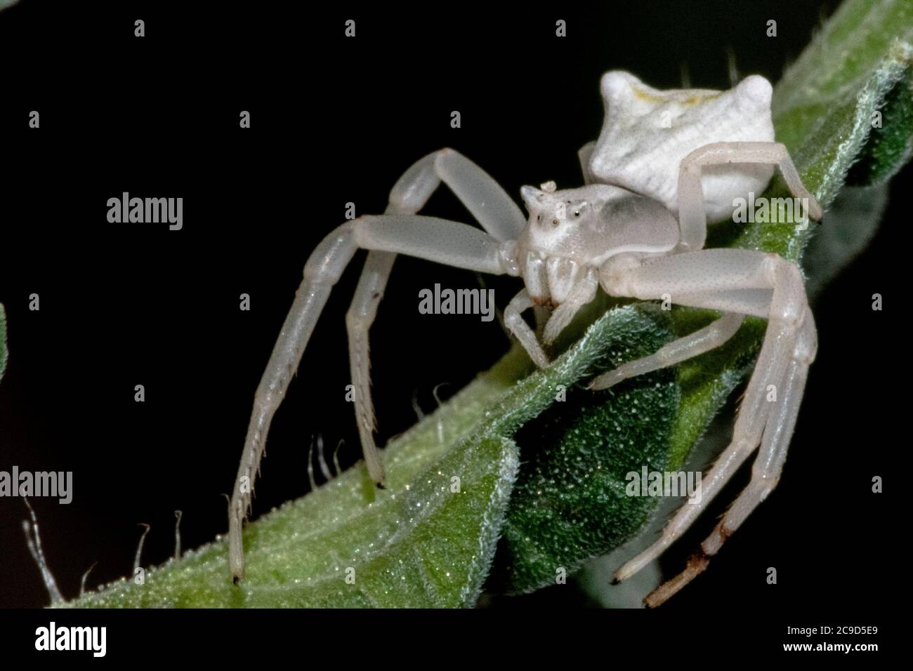 Specimen of white crab spider - Thomisus onustus Thomisidae Stock Photo ...