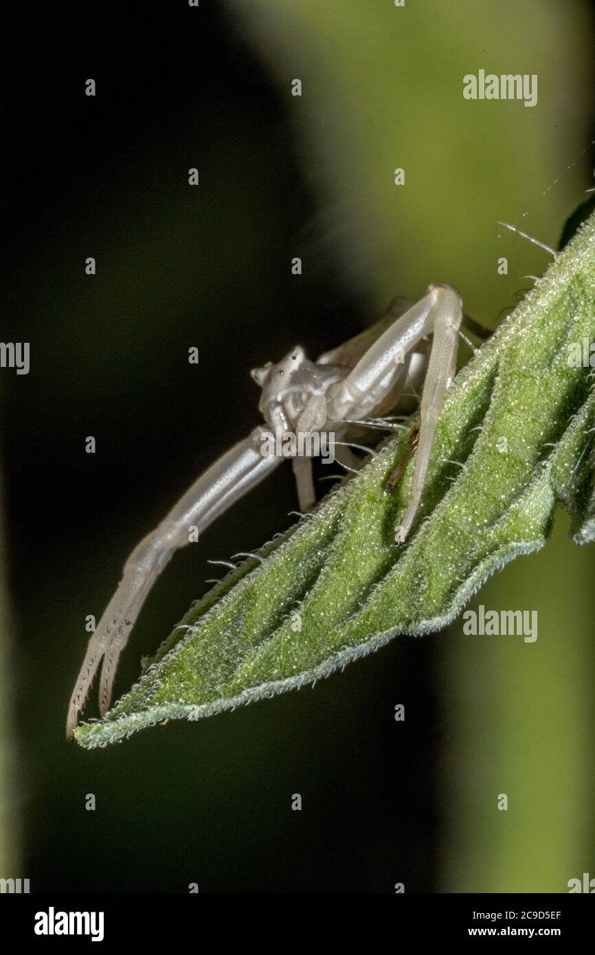 Specimen of white crab spider - Thomisus onustus Thomisidae Stock Photo ...