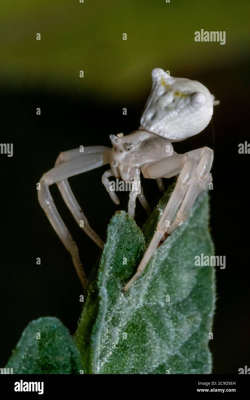 Specimen of white crab spider - Thomisus onustus Thomisidae Stock Photo ...