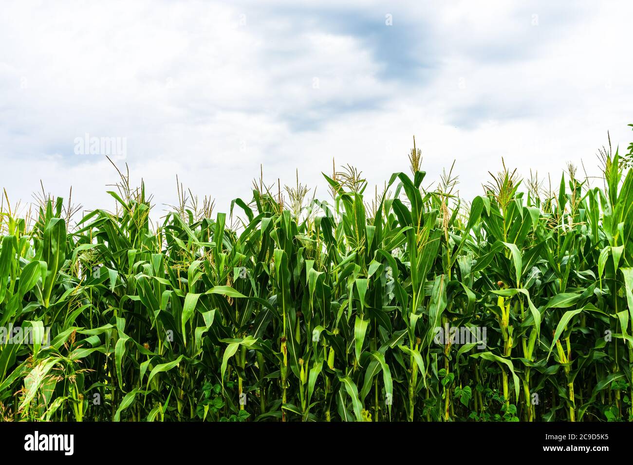 Sun lights over a green corn field growing, detail of green corn on ...