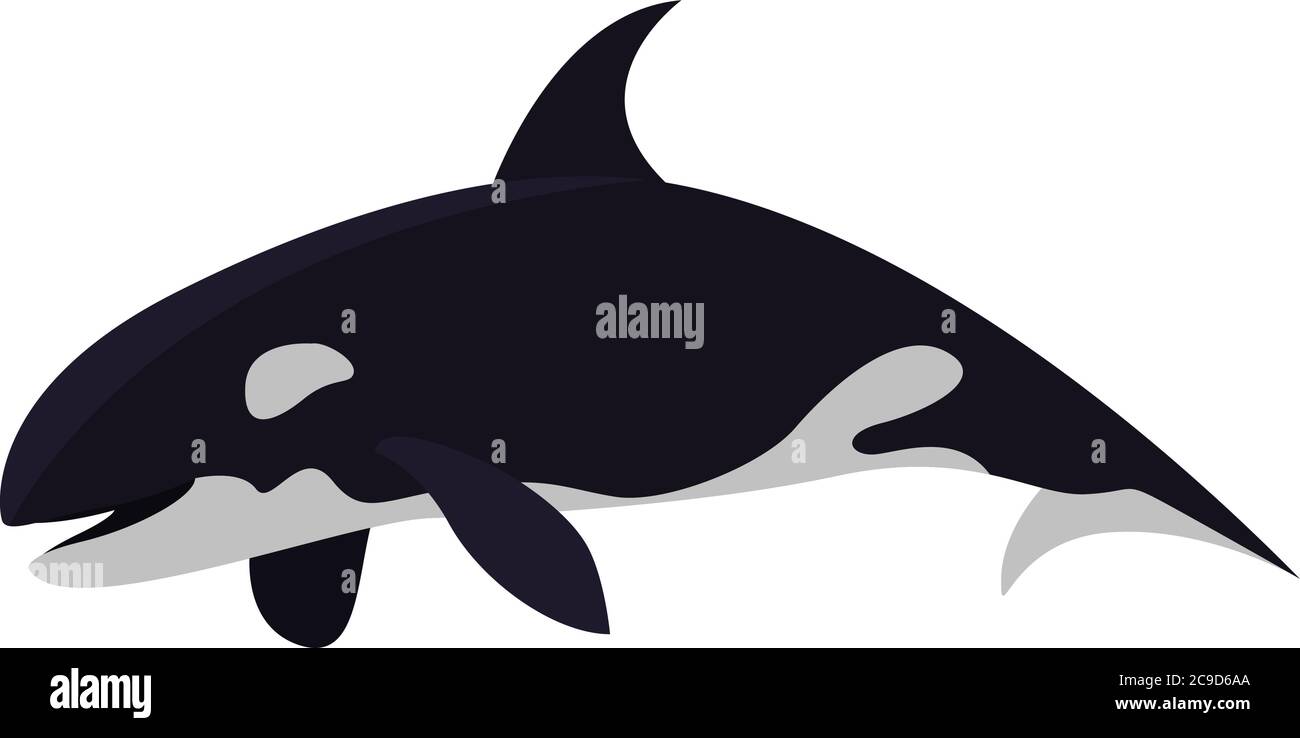 Killer whale, illustration, vector on white background Stock Vector ...