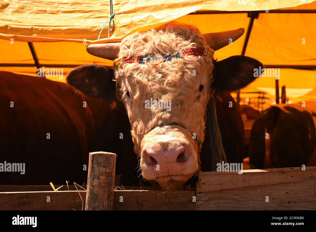 Istanbul, Turkey. 30th July, 2020. Cows at a livestock market in ...