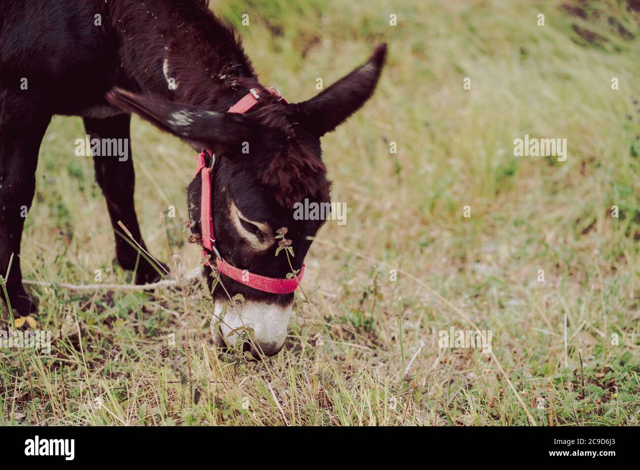 Tethered animals hi-res stock photography and images - Alamy