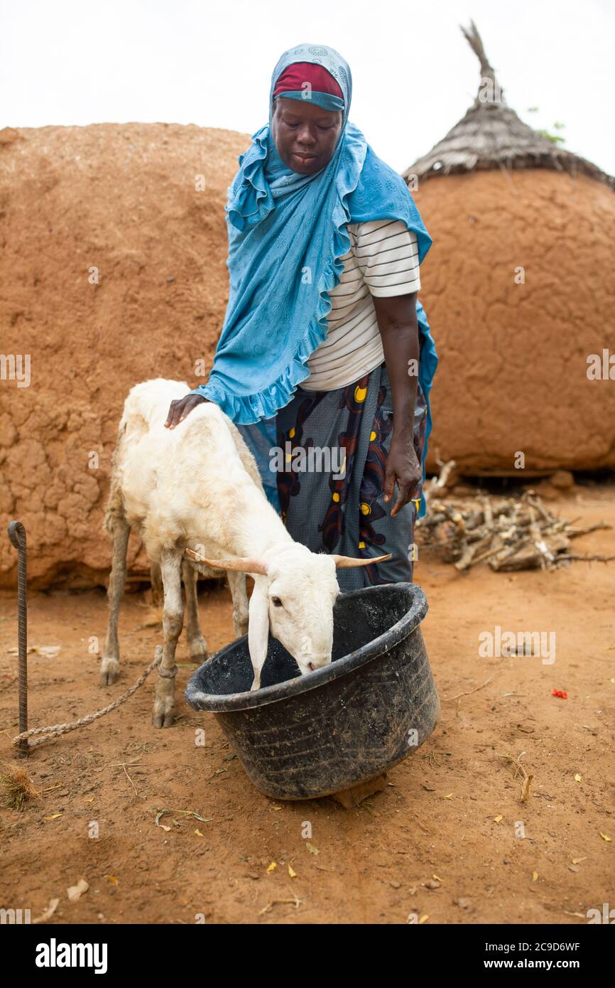 An African woman farmer feeds her small herd of sheep and goats outside ...