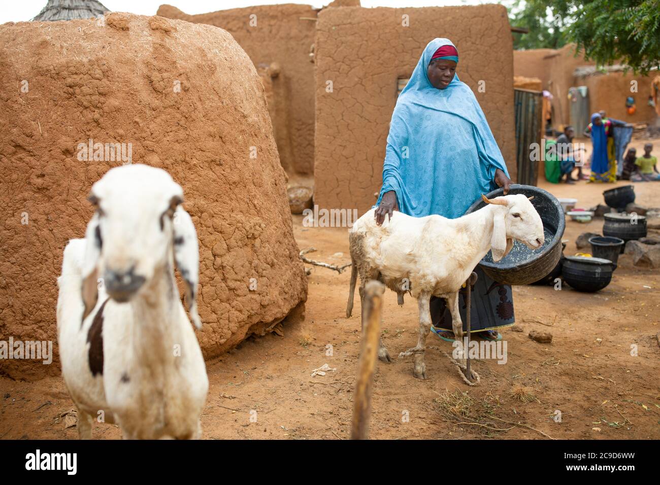 An African woman farmer feeds her small herd of sheep and goats outside ...
