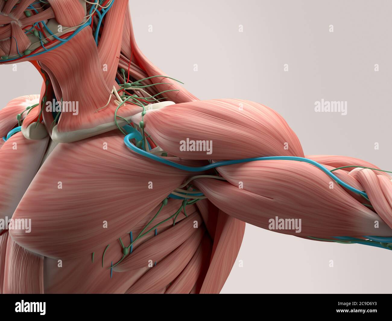 Human anatomy detail of shoulder. Muscle, arteries on plain studio ...