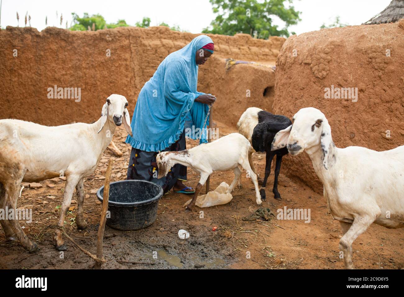 Female livestock farm hijab hi-res stock photography and images - Alamy