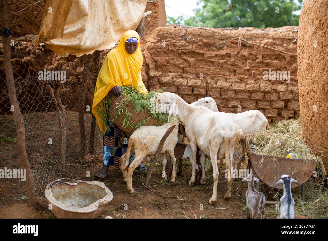 Female livestock farm hijab hi-res stock photography and images - Alamy