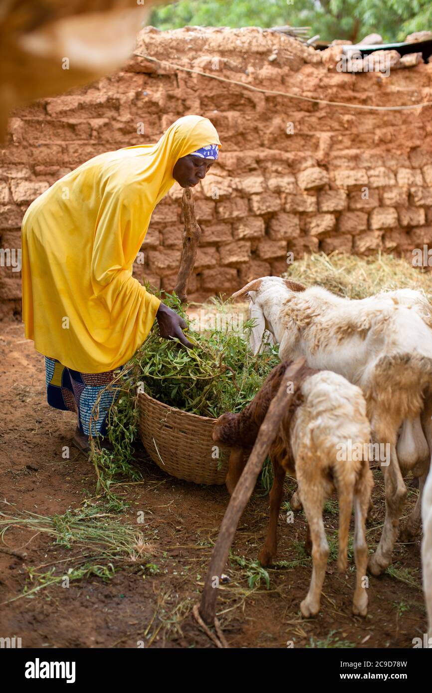 An African woman farmer feeds her small herd of sheep and goats outside ...
