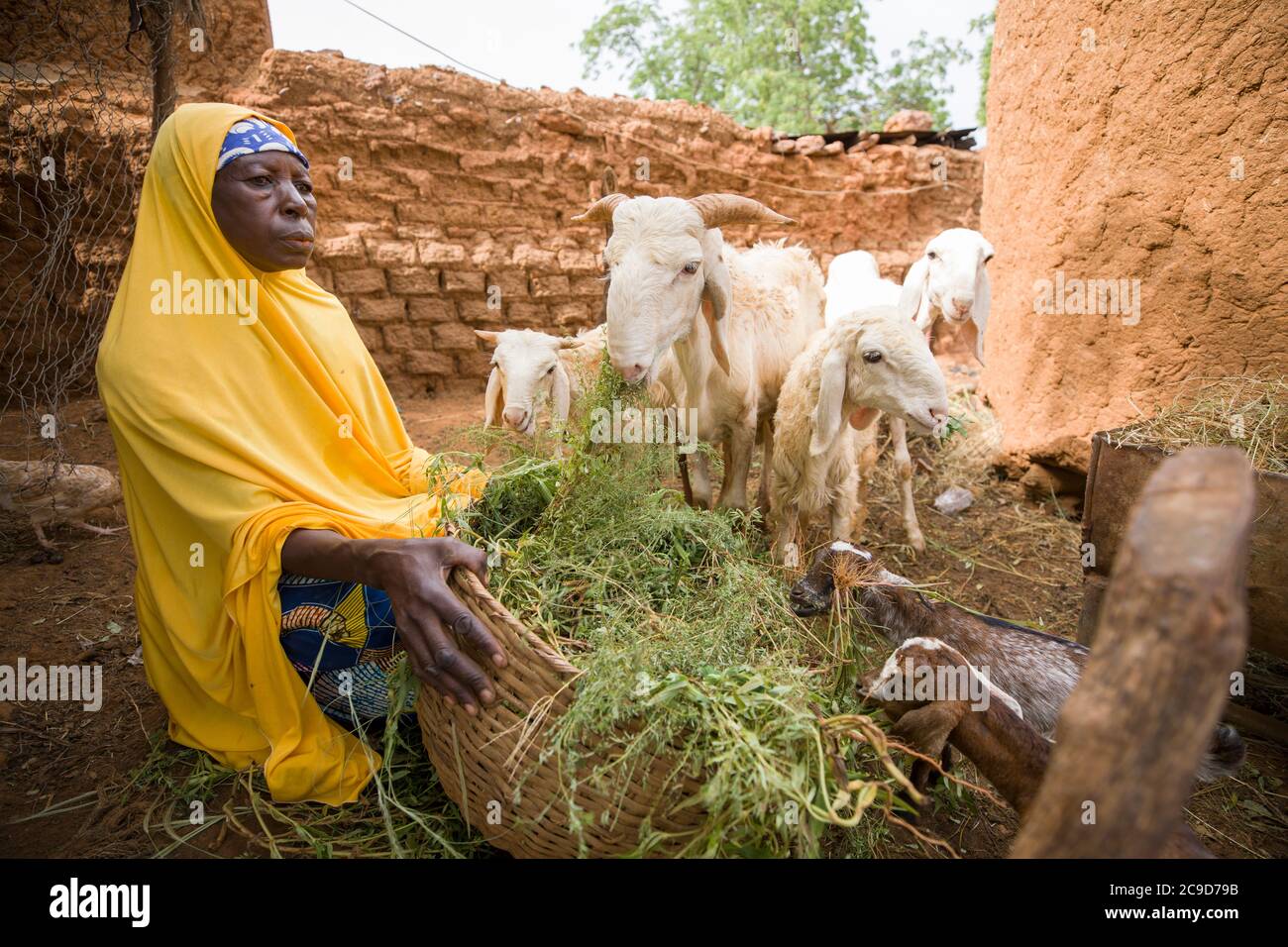 An African woman farmer feeds her small herd of sheep and goats outside ...