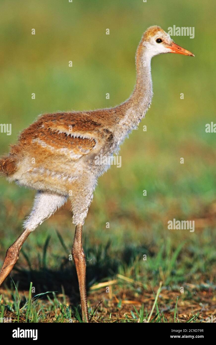 Crane colt hi-res stock photography and images - Alamy