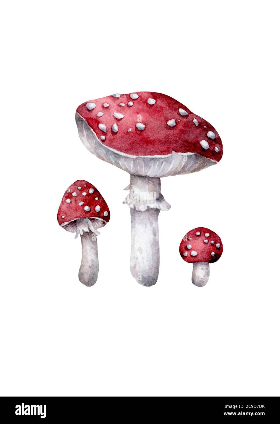Amanita Muscaria Fly Agaric Mushroom White Spotted Beautiful Red