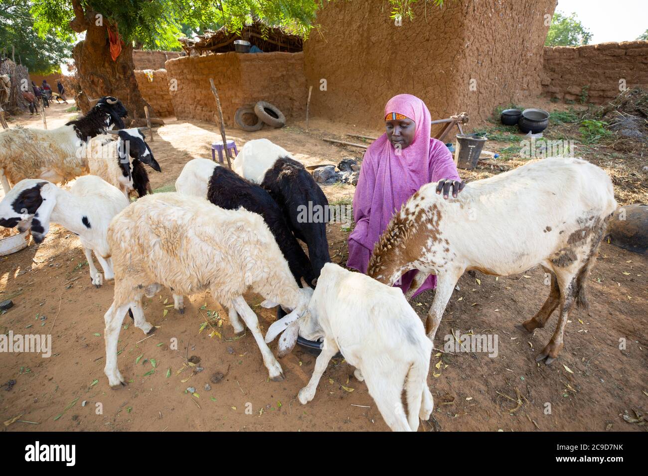 Female livestock farm hijab hi-res stock photography and images - Alamy