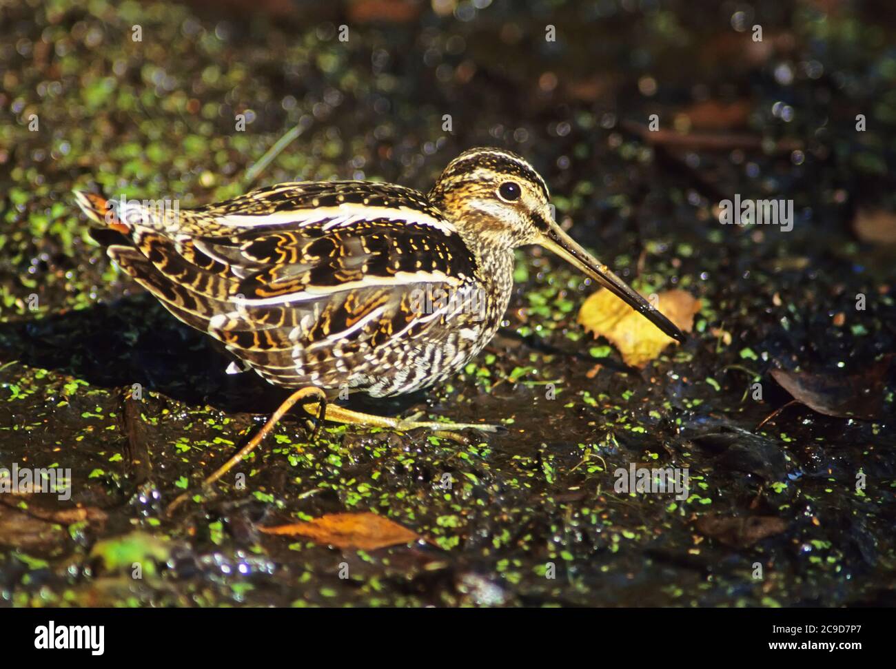 Wilsons snipes hi-res stock photography and images - Alamy