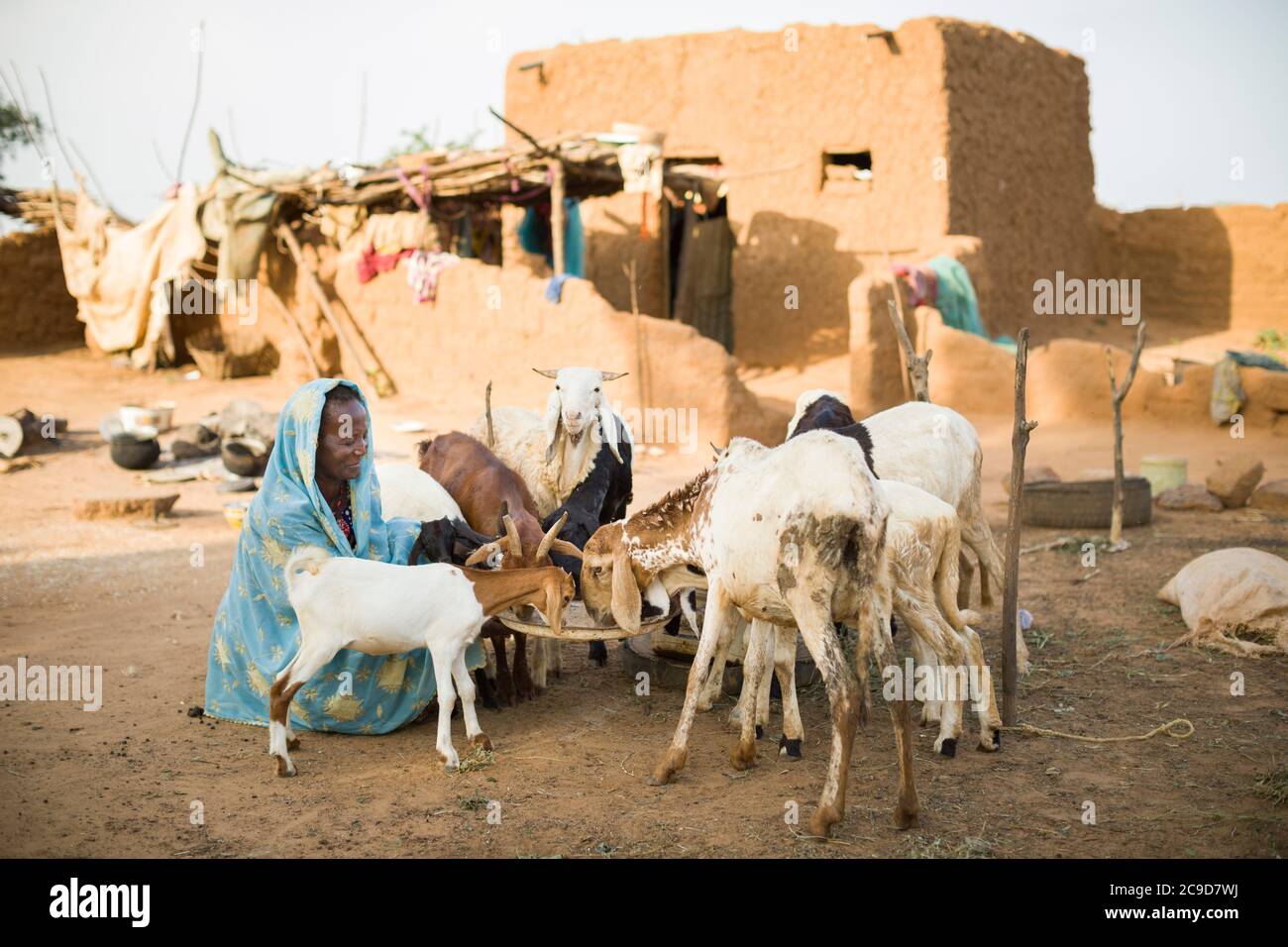 Female livestock farm hijab hi-res stock photography and images - Alamy