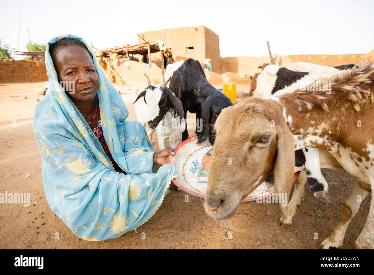 An African woman farmer feeds her small herd of sheep and goats outside ...