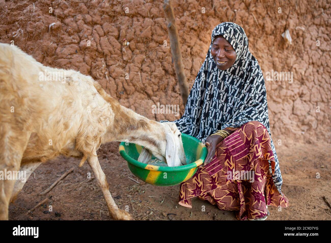 A woman farmer feeds her small herd of sheep and goats outside her home ...
