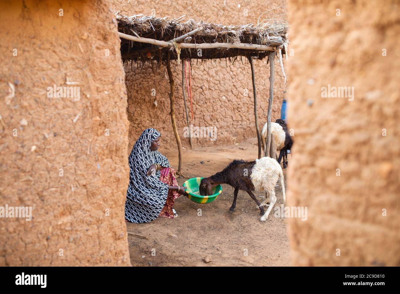 A woman farmer feeds her small herd of sheep and goats outside her home ...