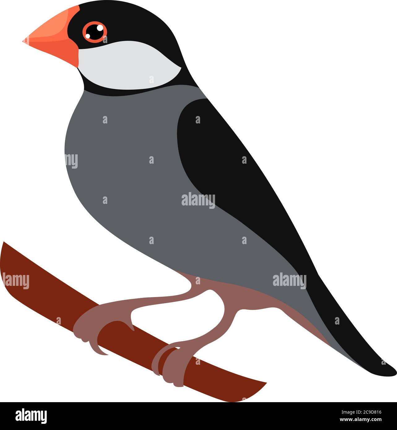 Java sparrow, illustration, vector on white background Stock Vector ...
