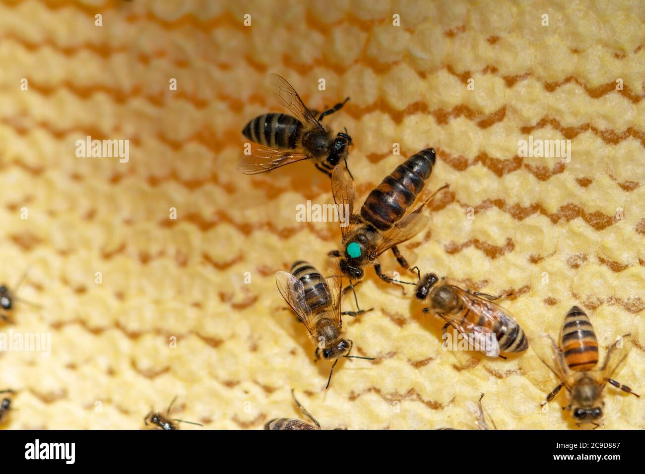 Queen bee on frame hi-res stock photography and images - Alamy