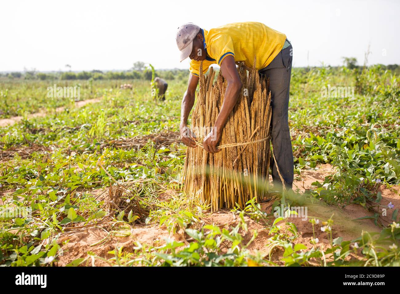 A millet farmer bundles together freshly-harvested stalks of pearl ...