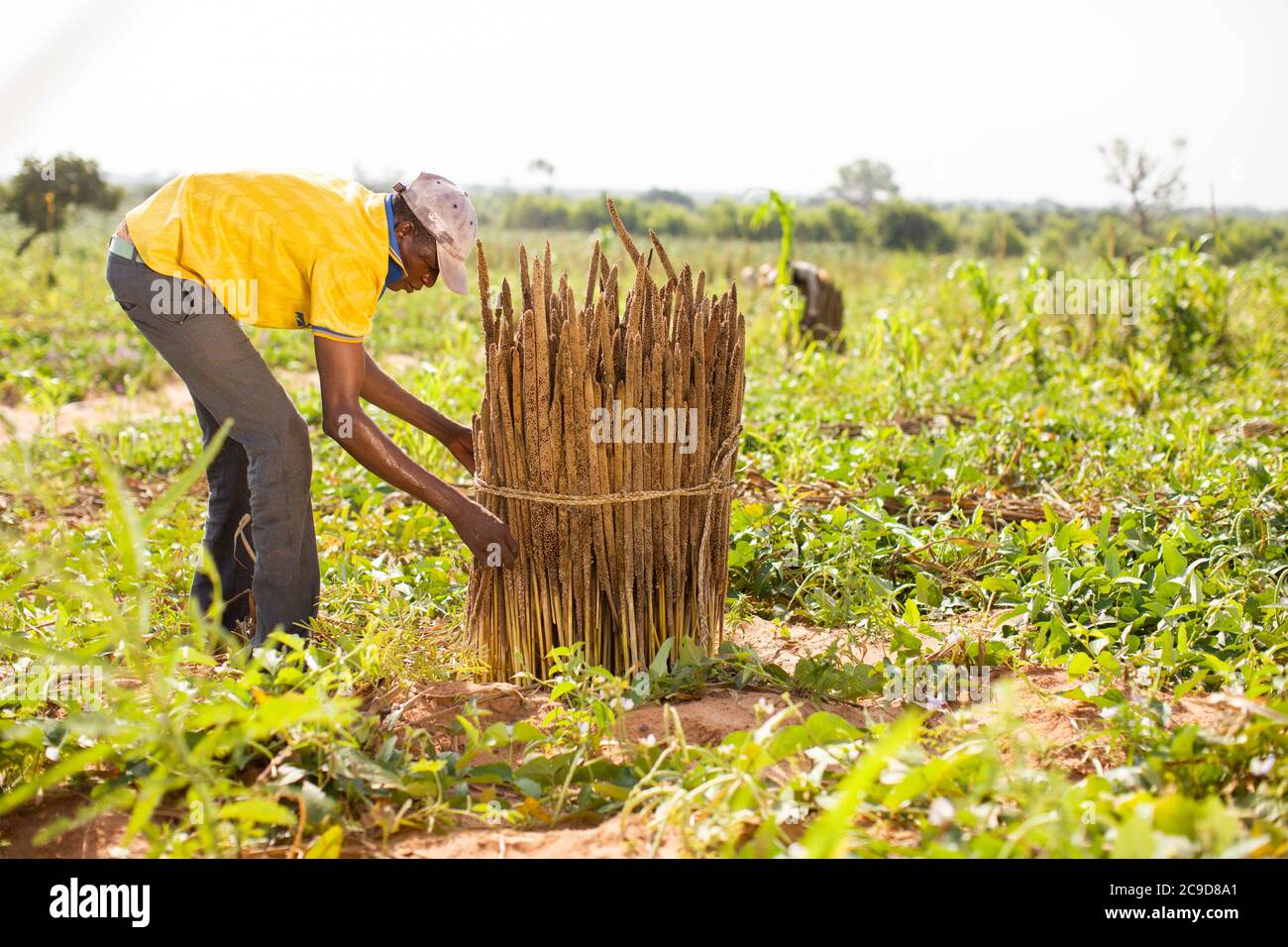 Pearl millet africa hi-res stock photography and images - Alamy