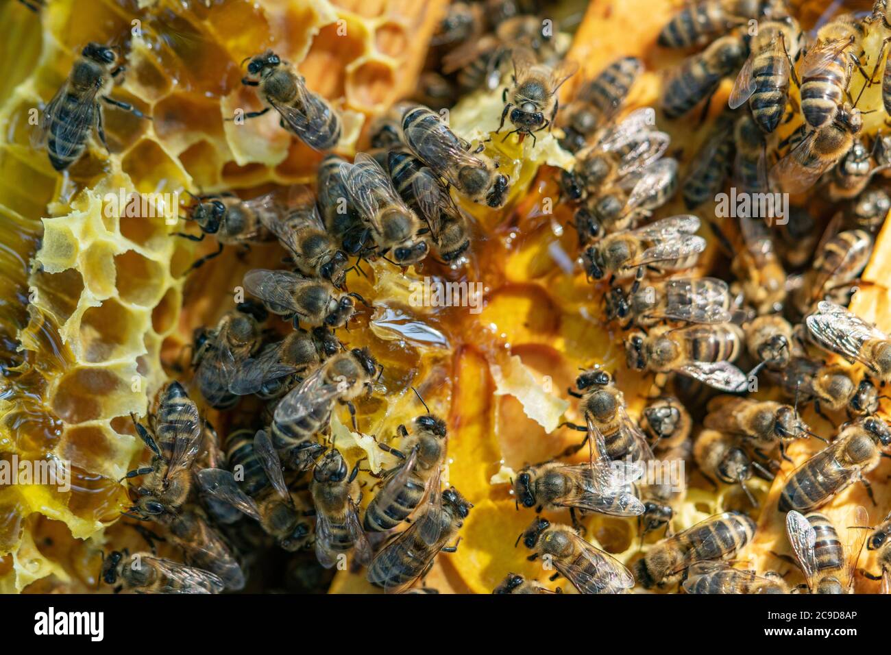 Macro photo bee hive on honeycomb. Bees produce fresh, healthy, honey ...