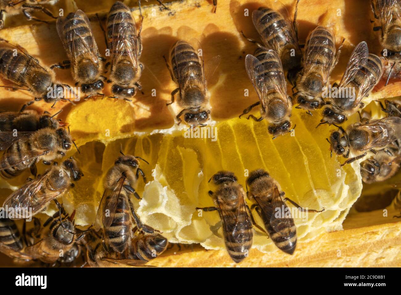 Honeycomb and bees hi-res stock photography and images - Alamy