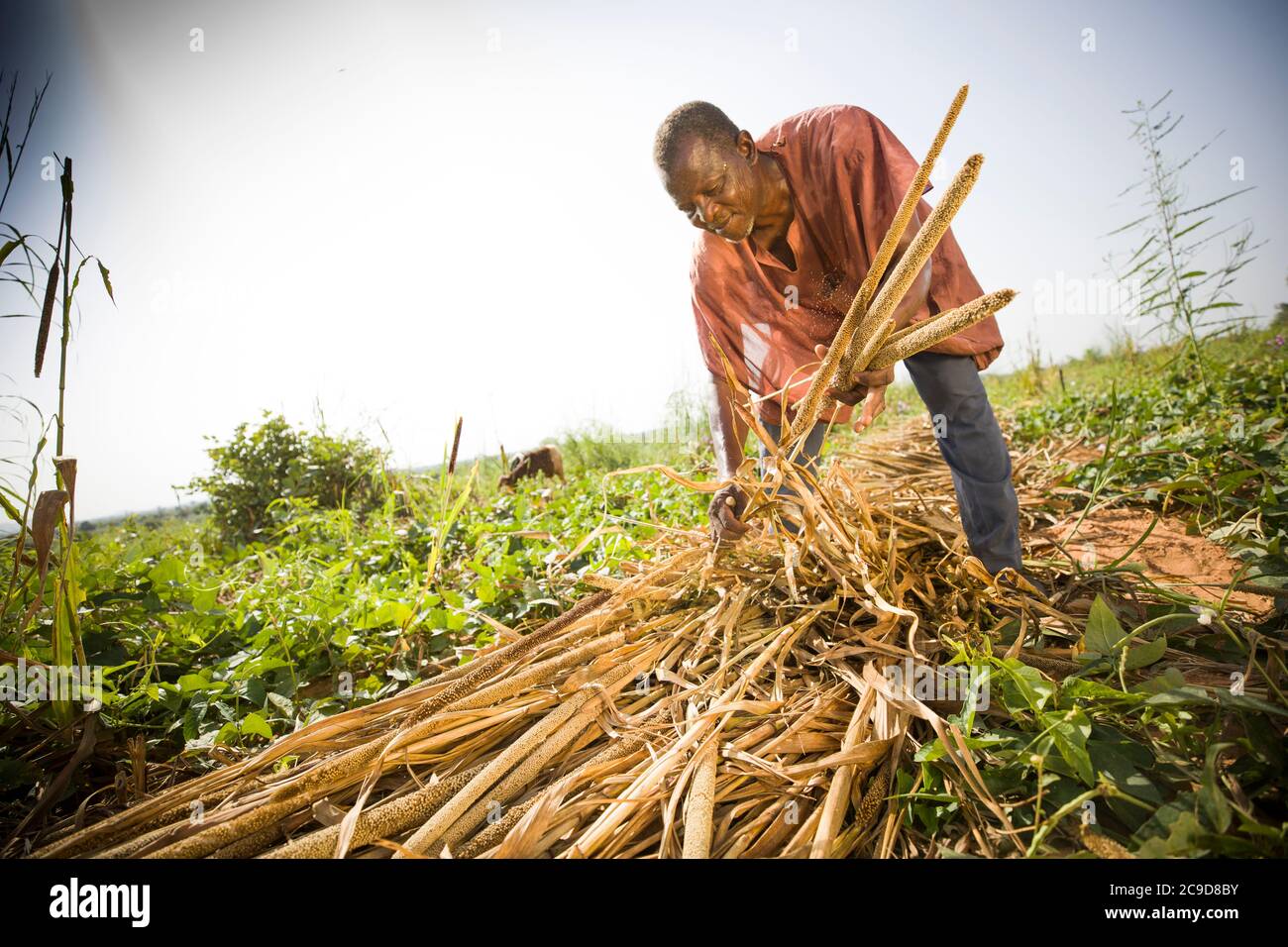 A millet farmer bundles together freshly-harvested stalks of pearl ...