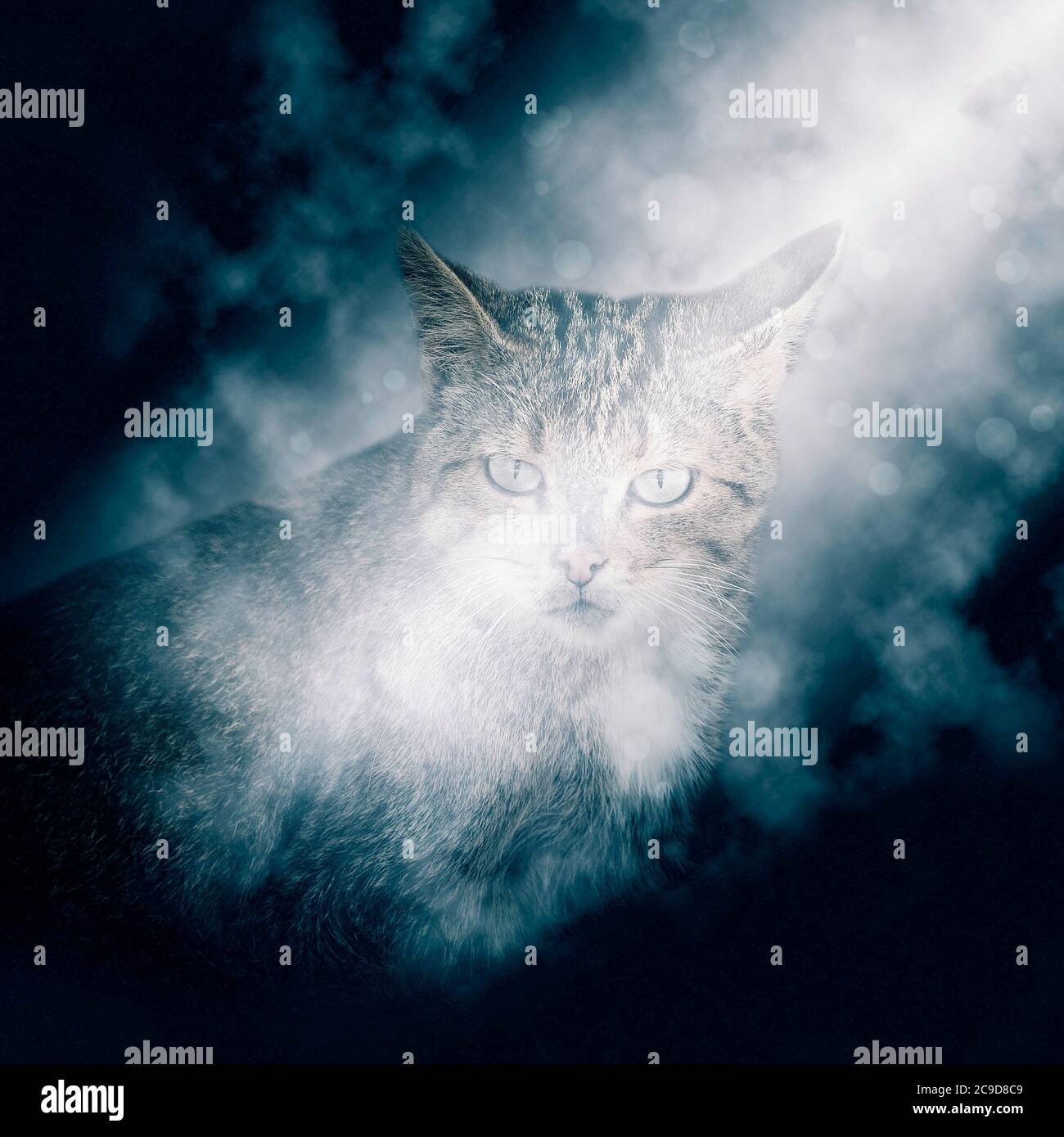 Wild forest cat sitting lit by a ray of moonlight. Night hunter, night ...