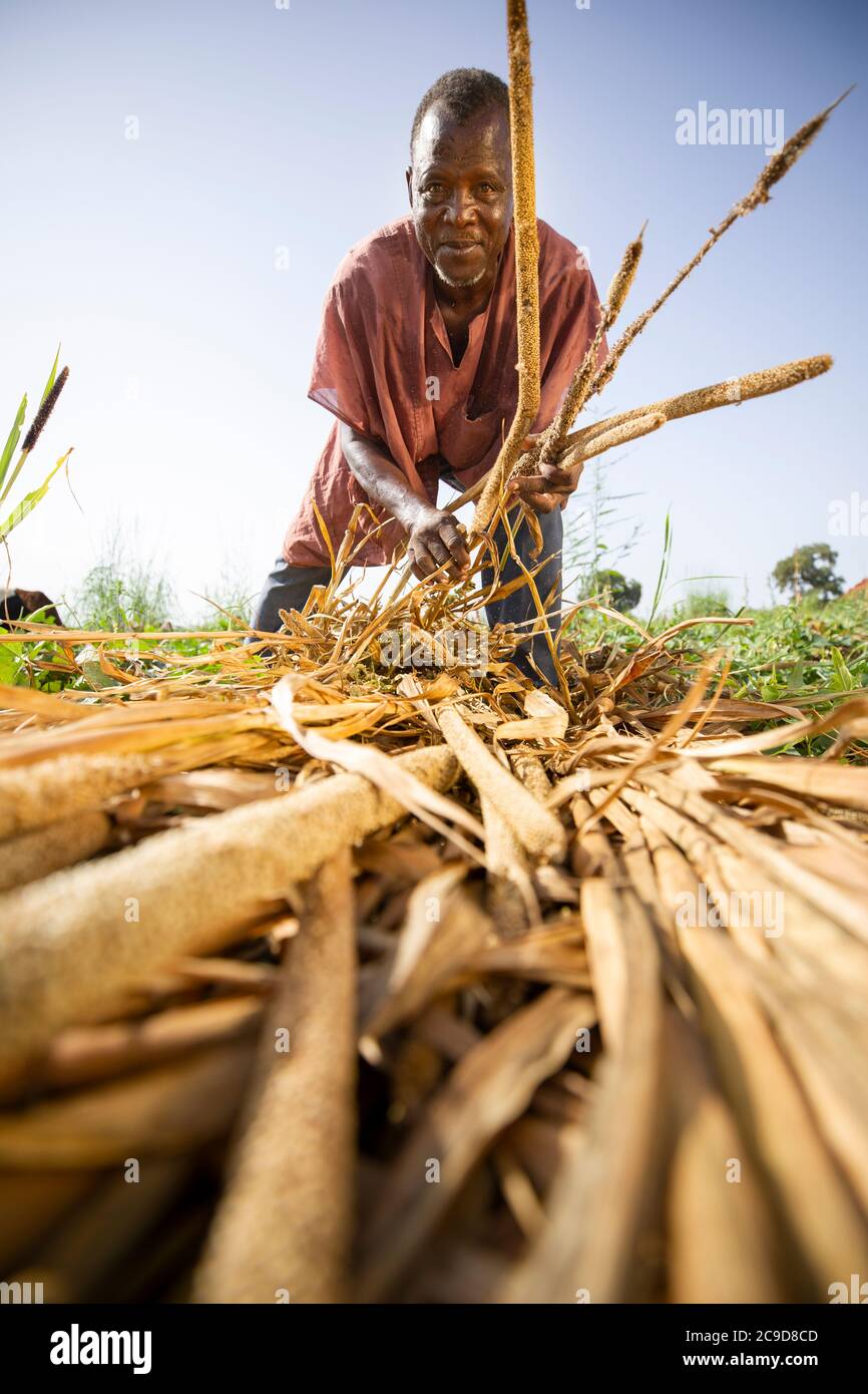 A millet farmer bundles together freshly-harvested stalks of pearl ...