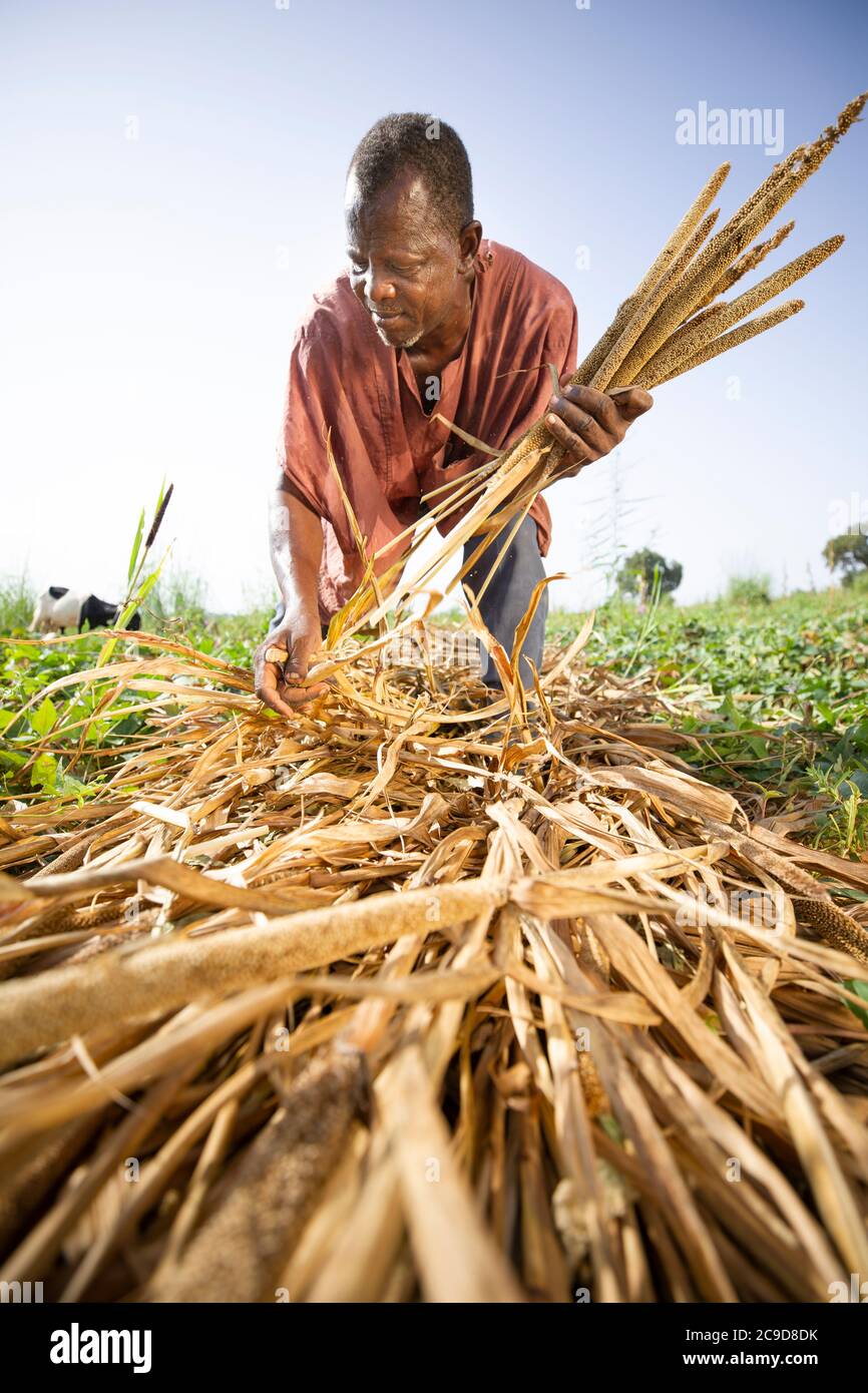 A millet farmer bundles together freshly-harvested stalks of pearl ...