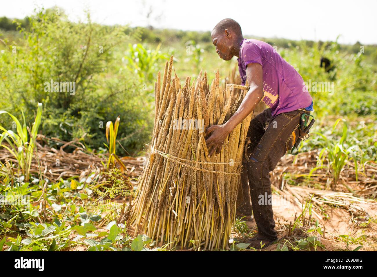 Black pearl millet hi-res stock photography and images - Alamy