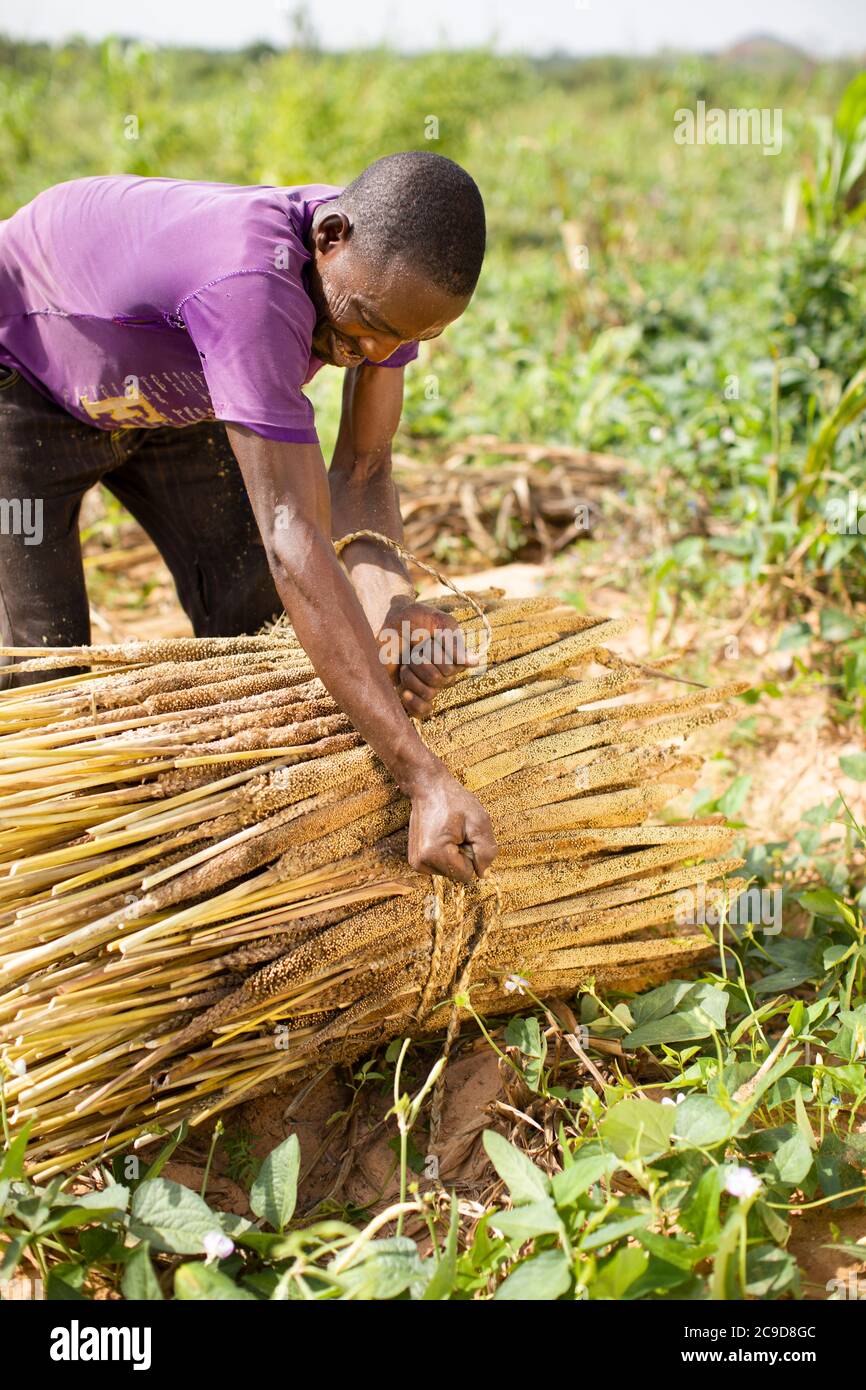 Niger crop field hi-res stock photography and images - Alamy