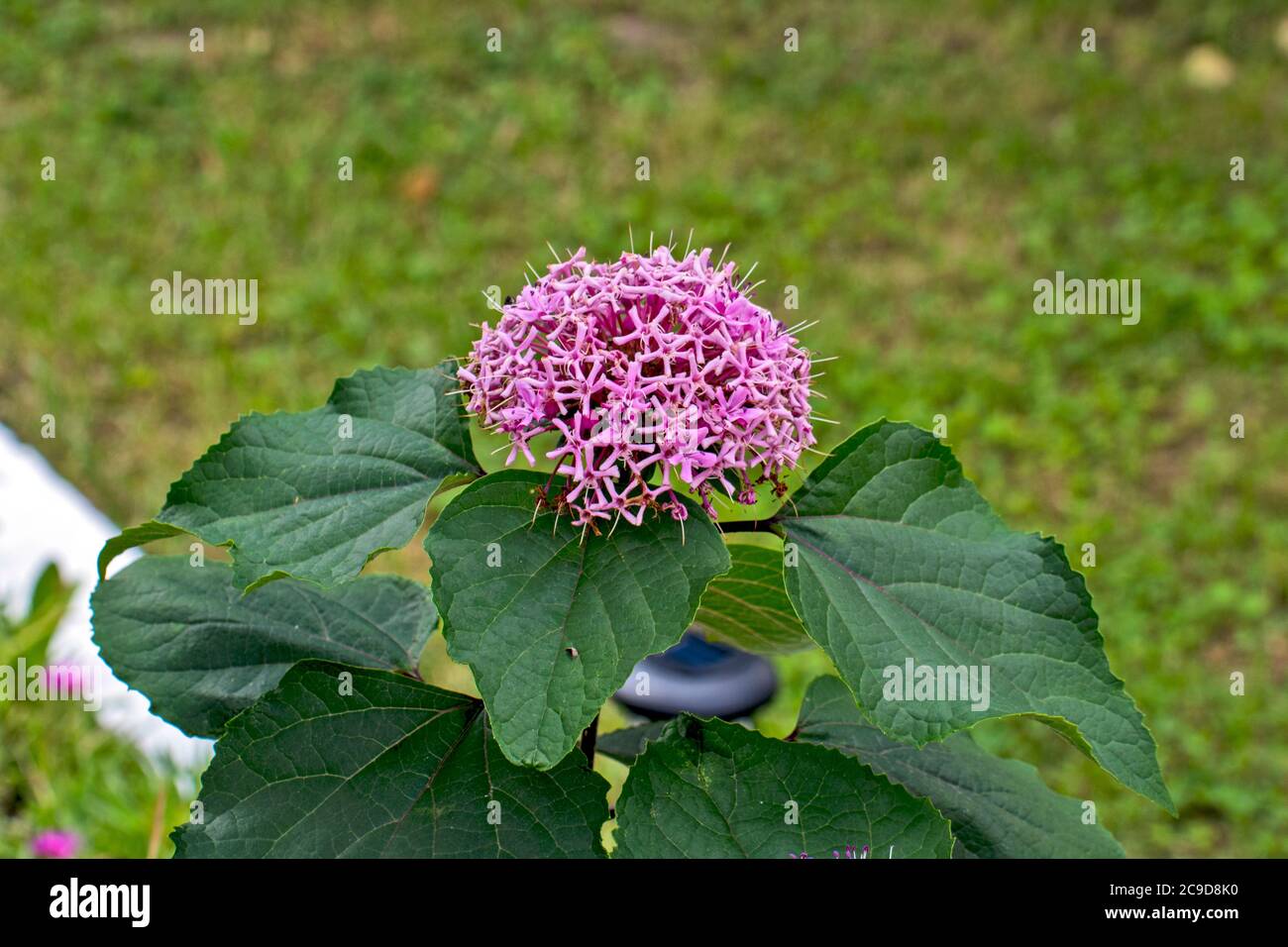 A beautiful round flower of a plant called clerodendrum bungion, which ...